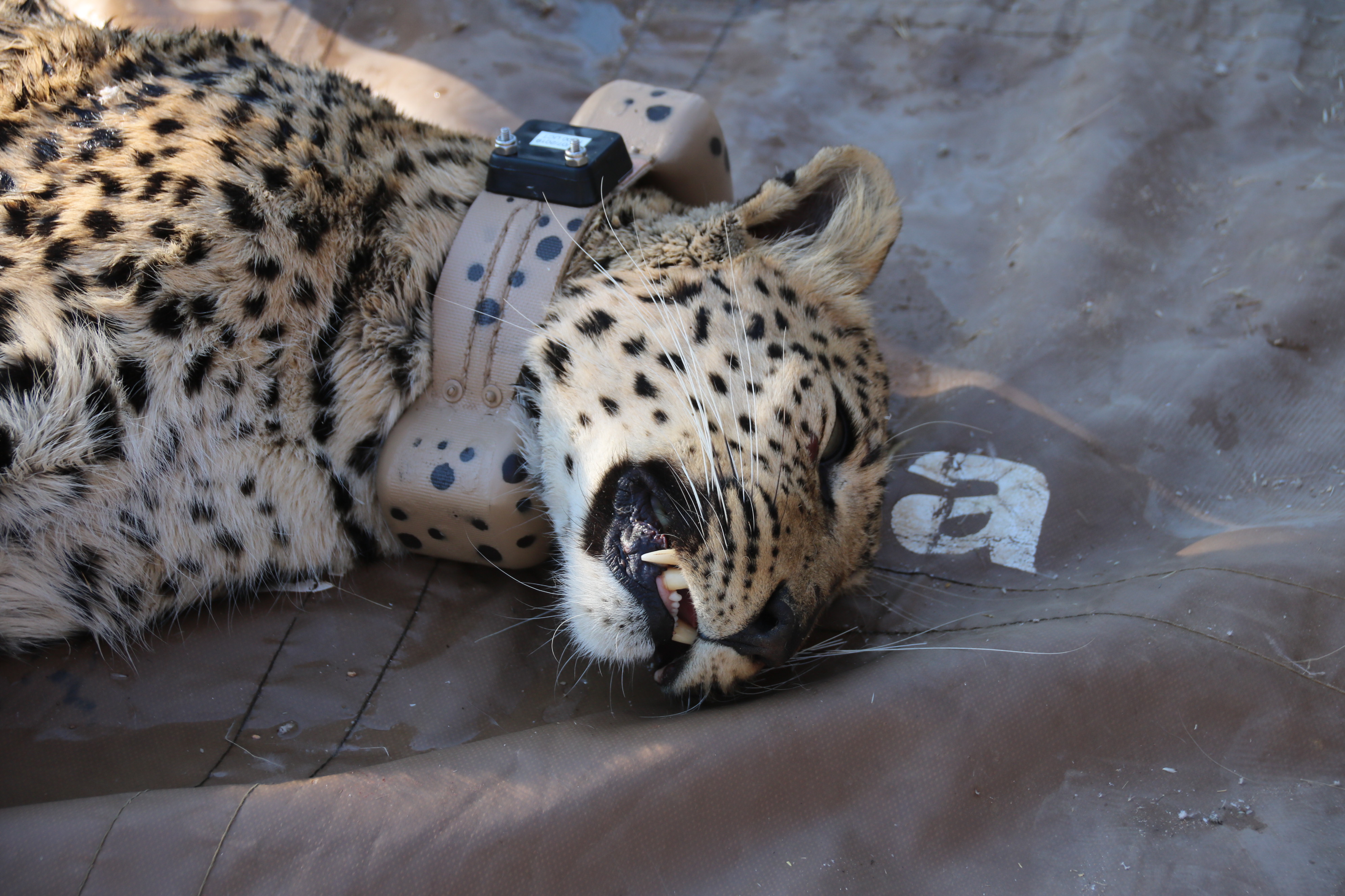 Naankuse Conservation Research