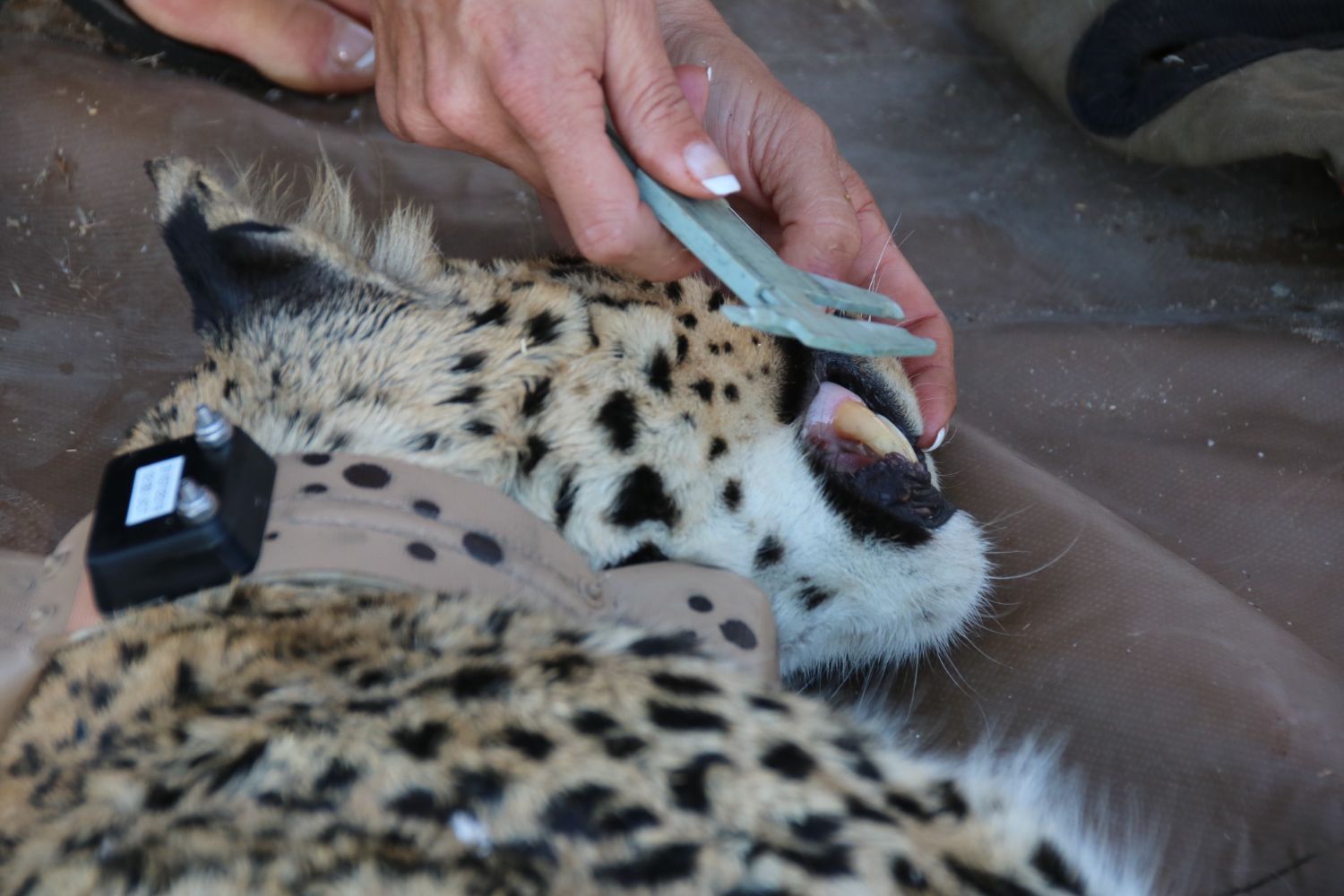 Naankuse Conservation Research