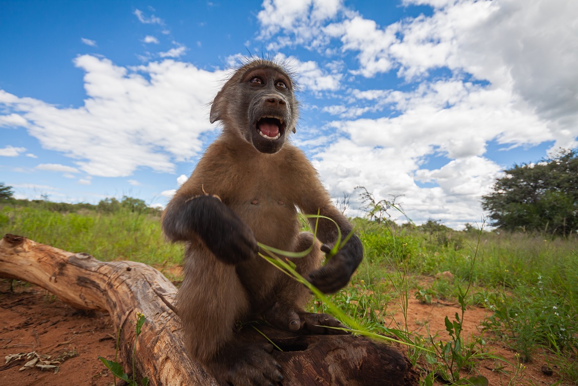 Naankuse Foundation Wildlife Sanctuary